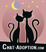 Adopter deux chats ou chatons – Nos conseils pour que ça se passe bien ...