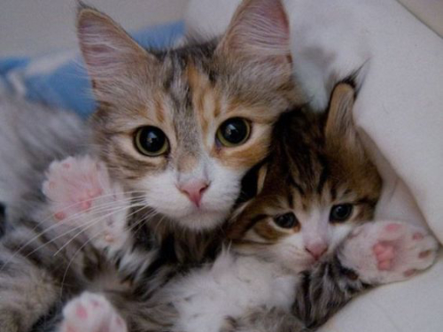 Témoignage d'adoption de chaton et chat adulte avec notre association ...